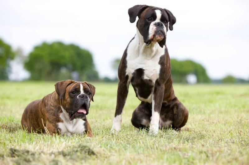 Raça Boxer: conheça as principais características de saúde