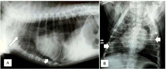 Cinomose canina: principais aspectos, diagnóstico e controle