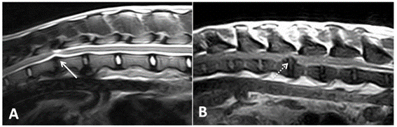 Hérnia de disco em cães: saiba como a nutrição pode ajudar