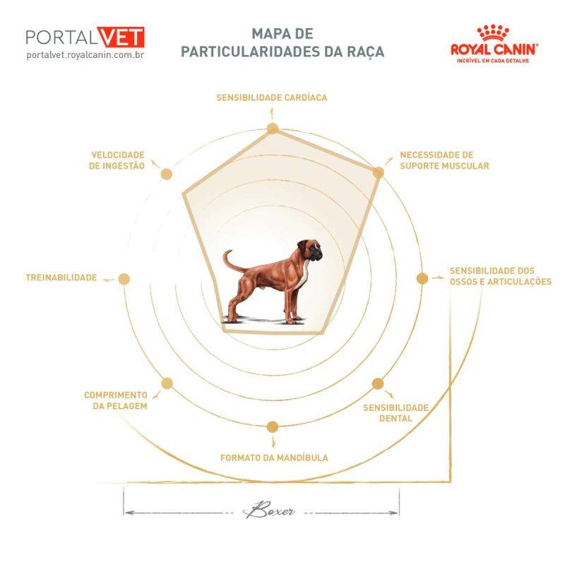 Raça Boxer: conheça as principais características de saúde