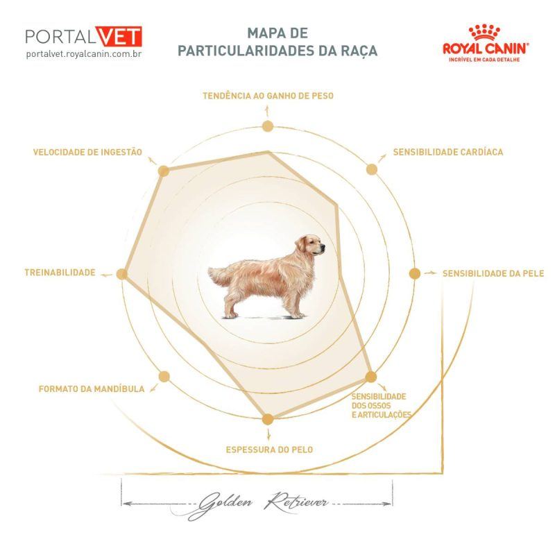 Conheça a raça Golden Retriever e suas particularidades!