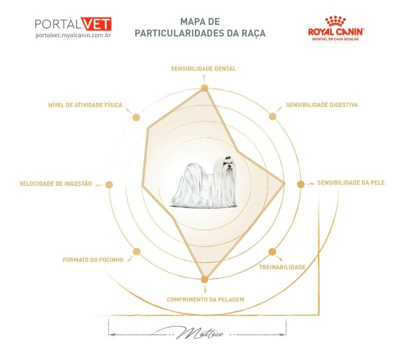 Maltês: saiba quais cuidados específicos a raça demanda!