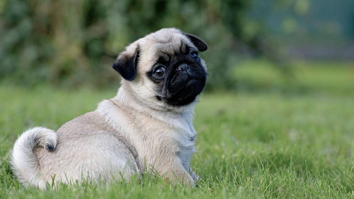 Principais cuidados e aspectos de saúde da raça Pug