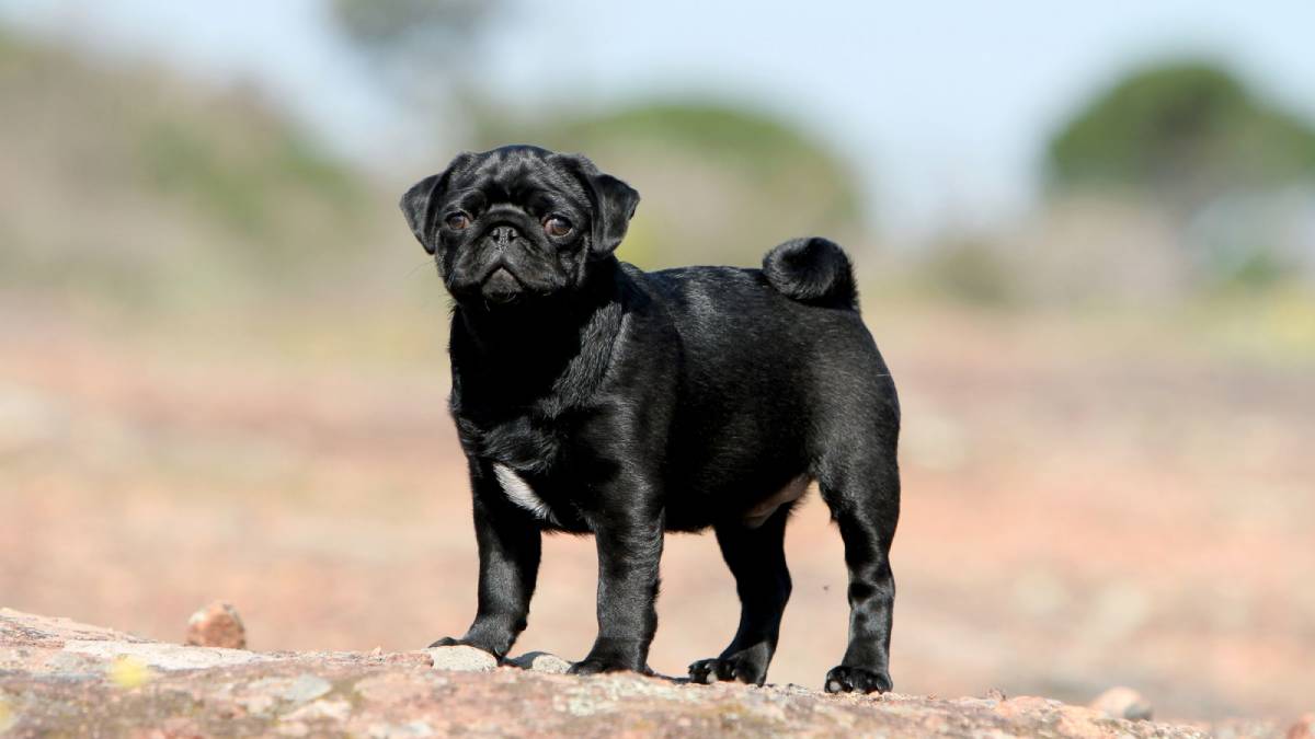 Principais cuidados e aspectos de saúde da raça Pug