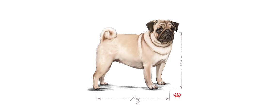 Principais cuidados e aspectos de saúde da raça Pug