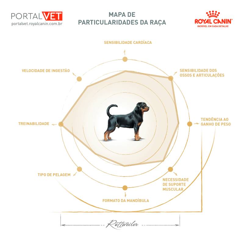 Rottweiler: conheça as características relacionadas à saúde da raça