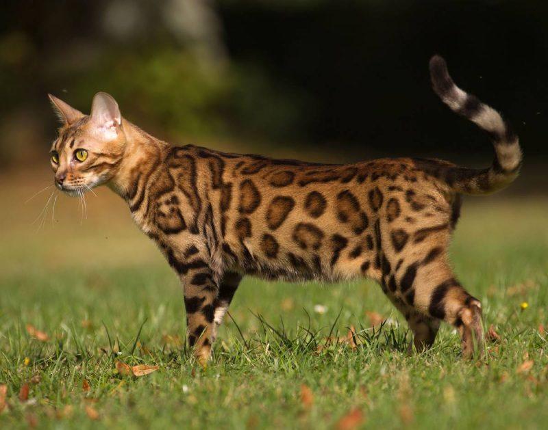 Gato Bengal: Saiba tudo sobre a raça!