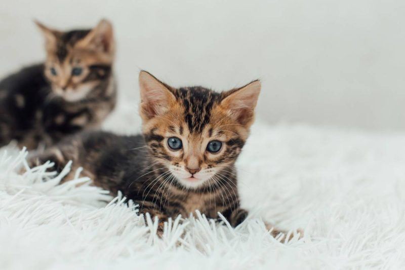 Gato Bengal: Saiba tudo sobre a raça!