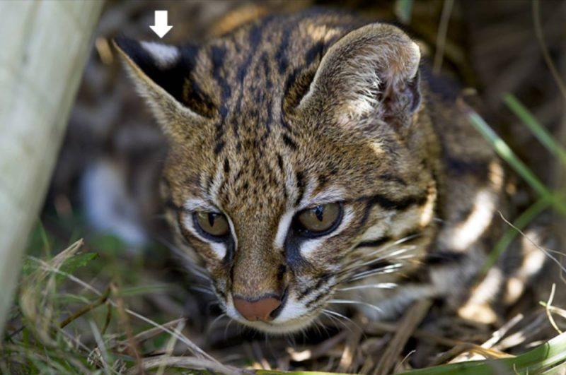 Gato Bengal: Saiba tudo sobre a raça!