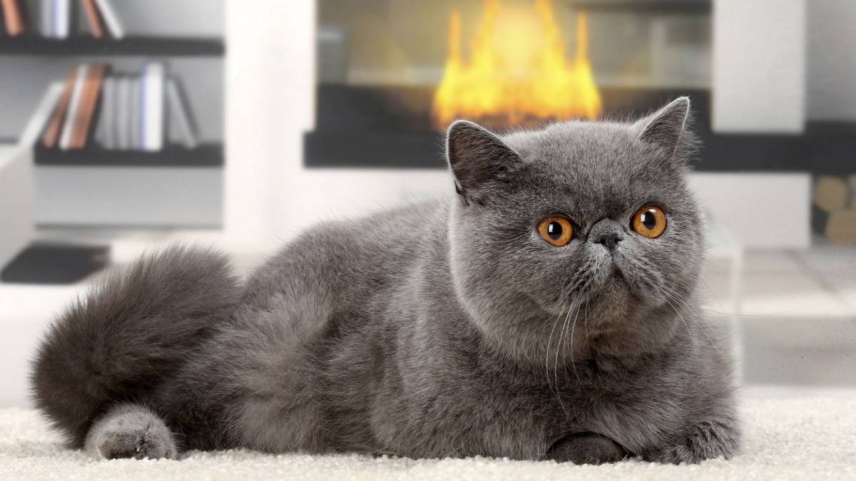 Raças de gatos mais comuns no Brasil: confira as principais!