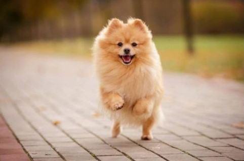 Raças de cães mais populares no Brasil