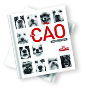 Ciclo estral das cadelas: entenda cada fase