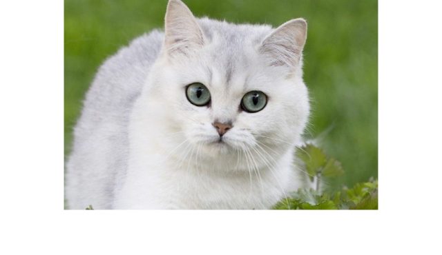 Brichon Frisé: Principais características e aspectos de saúde da raça!