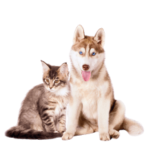 Endocardiose em cães: o que é e como tratar o paciente