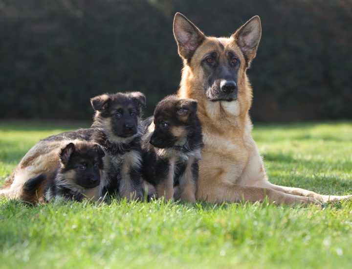 Ciclo estral das cadelas: entenda cada fase