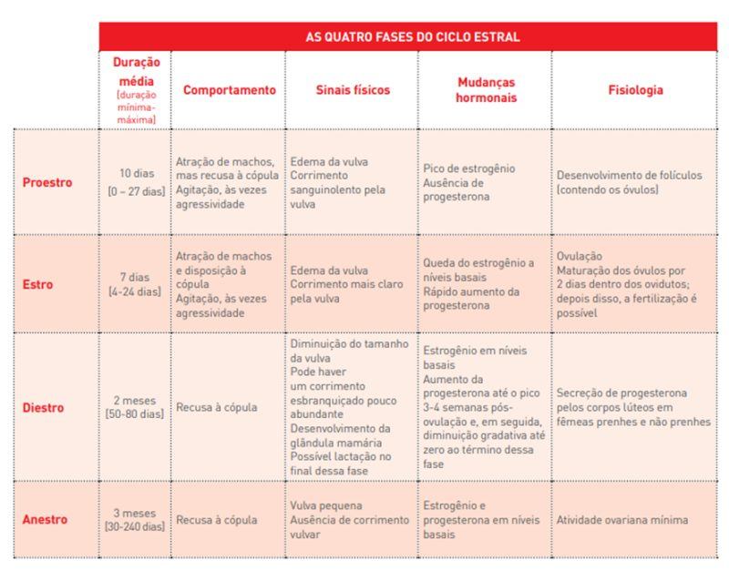 Ciclo estral das cadelas: entenda cada fase
