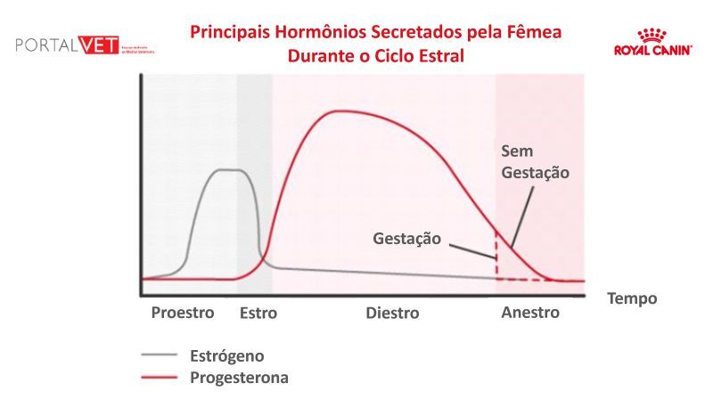 Ciclo estral das cadelas: entenda cada fase