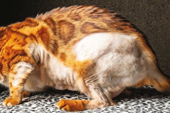 Alopecia em gatos: principais causas e como conduzir