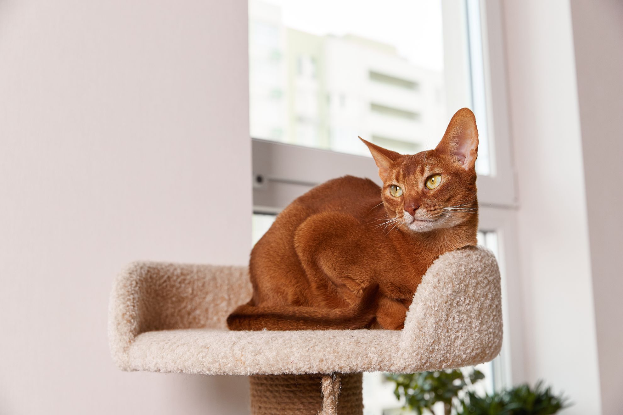 Tríade Felina: o que é e como manejar o paciente acometido?