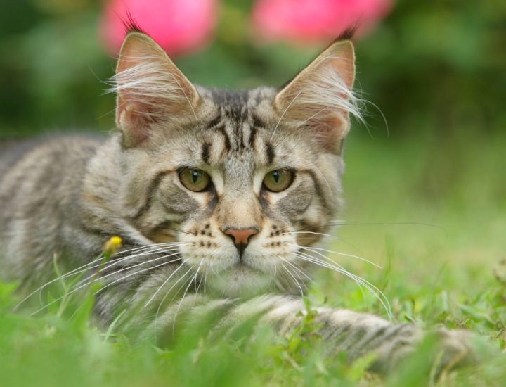 Hiperfosfatemia: Quais os riscos e como corrigir o problema?