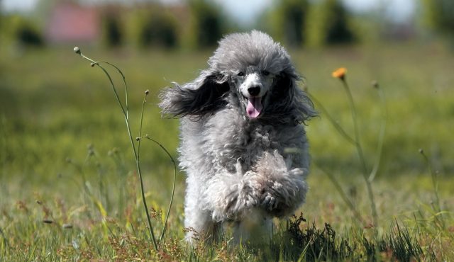 Endocardiose em cães: o que é e como tratar o paciente