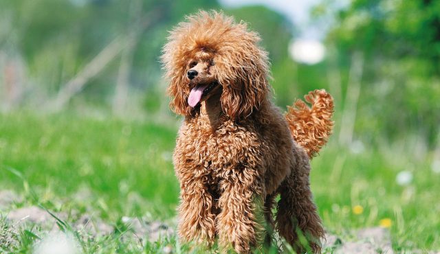 Endocardiose em cães: o que é e como tratar o paciente