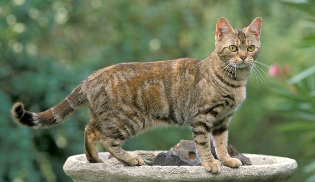 Hiperfosfatemia: Quais os riscos e como corrigir o problema?