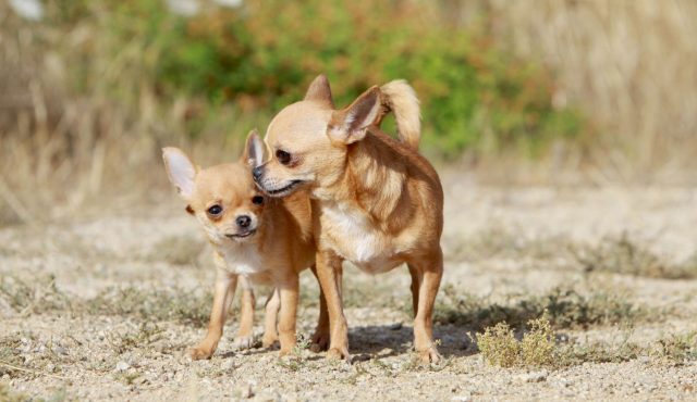 Fenda palatina em cães e gatos: saiba diagnosticar e tratar