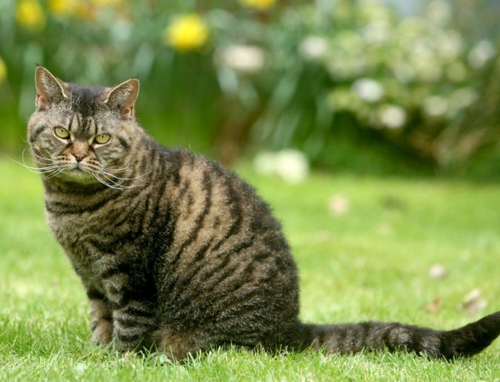 FIV Felina: conheça os principais aspectos da doença
