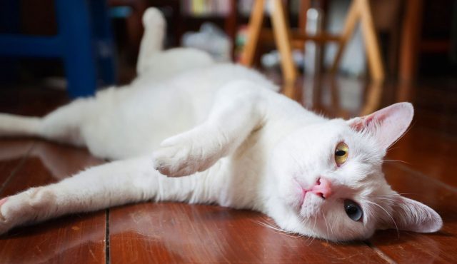 Endocardiose em cães: o que é e como tratar o paciente