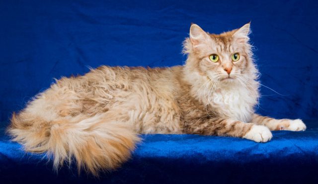 Escore de Condição Corporal: como usar nas suas consultas