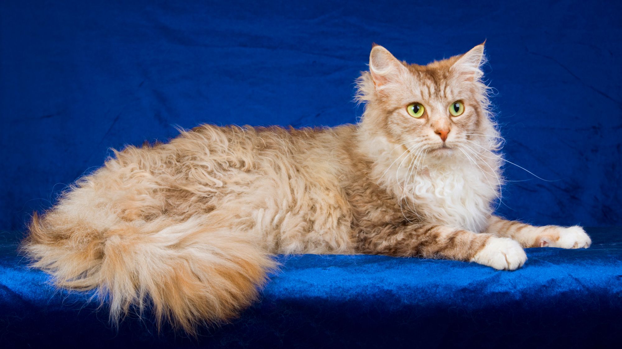 Como calcular a evolução do peso do animal doméstico