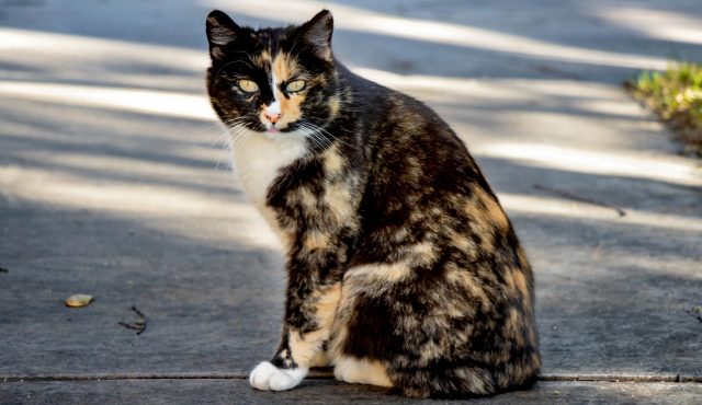 Gastroenterite canina e felina: quais os principais tipos e como ...