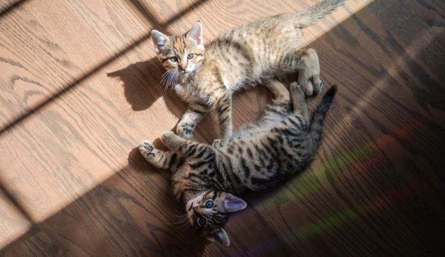 Fenda palatina em cães e gatos: saiba diagnosticar e tratar