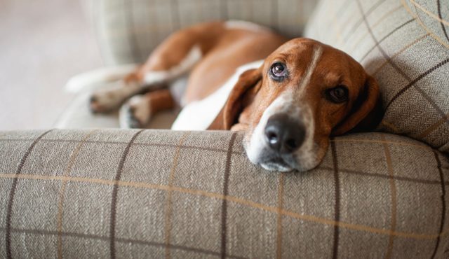 Piodermite em cães: o que é e qual a relação com a raça?