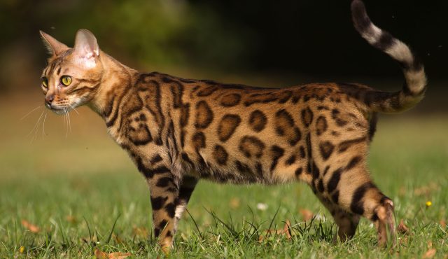 Fenda palatina em cães e gatos: saiba diagnosticar e tratar