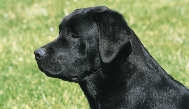 Ciclo estral das cadelas: entenda cada fase