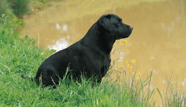 Melena e hematoquezia: como identificar a presença de sangue nas fezes ...