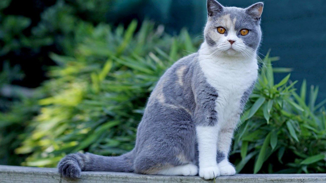 British Shorthair: veja as principais características da raça felina!