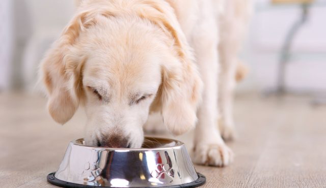 Dermatite e otite por malassezia em cães