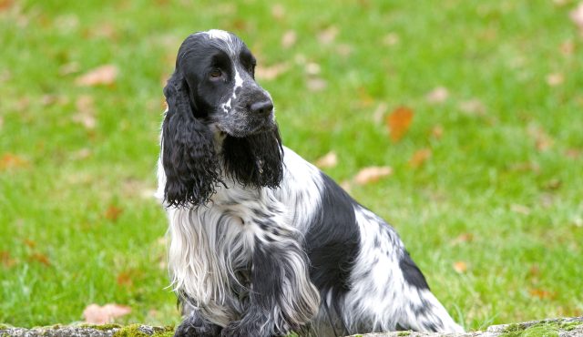 Piodermite em cães: o que é e qual a relação com a raça?