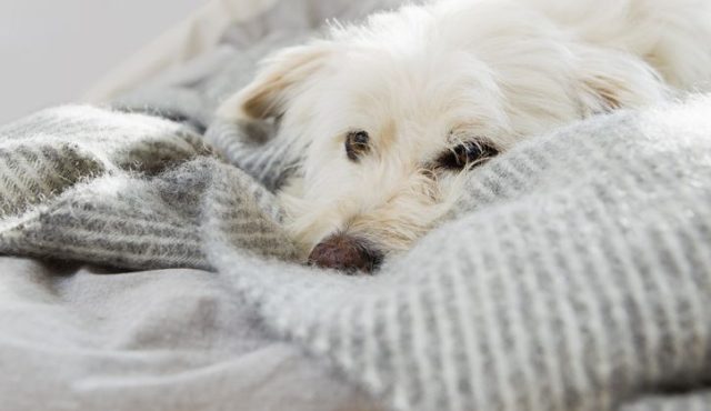 Endocardiose em cães: o que é e como tratar o paciente