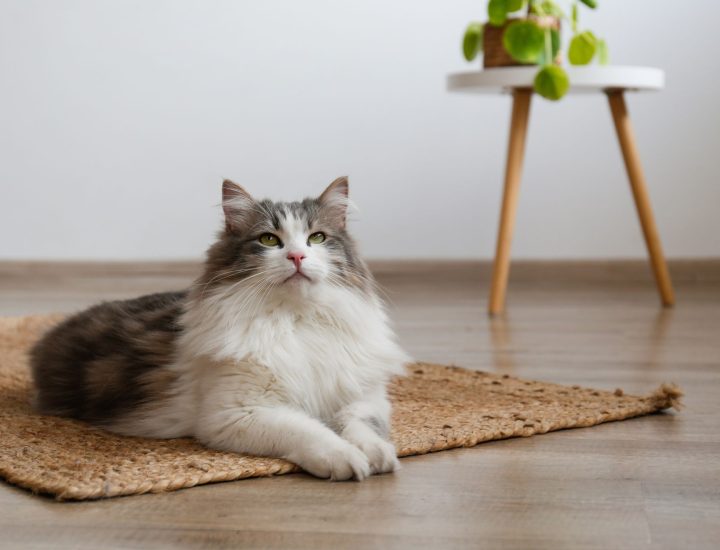 Como abordar a azotemia renal em gatos