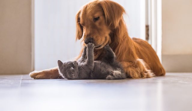 Endocardiose em cães: o que é e como tratar o paciente