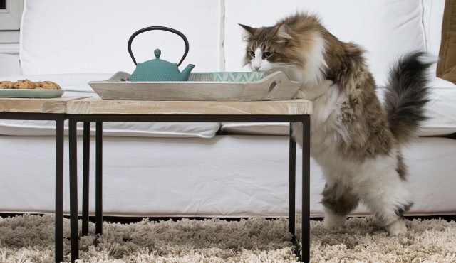 Endocardiose em cães: o que é e como tratar o paciente