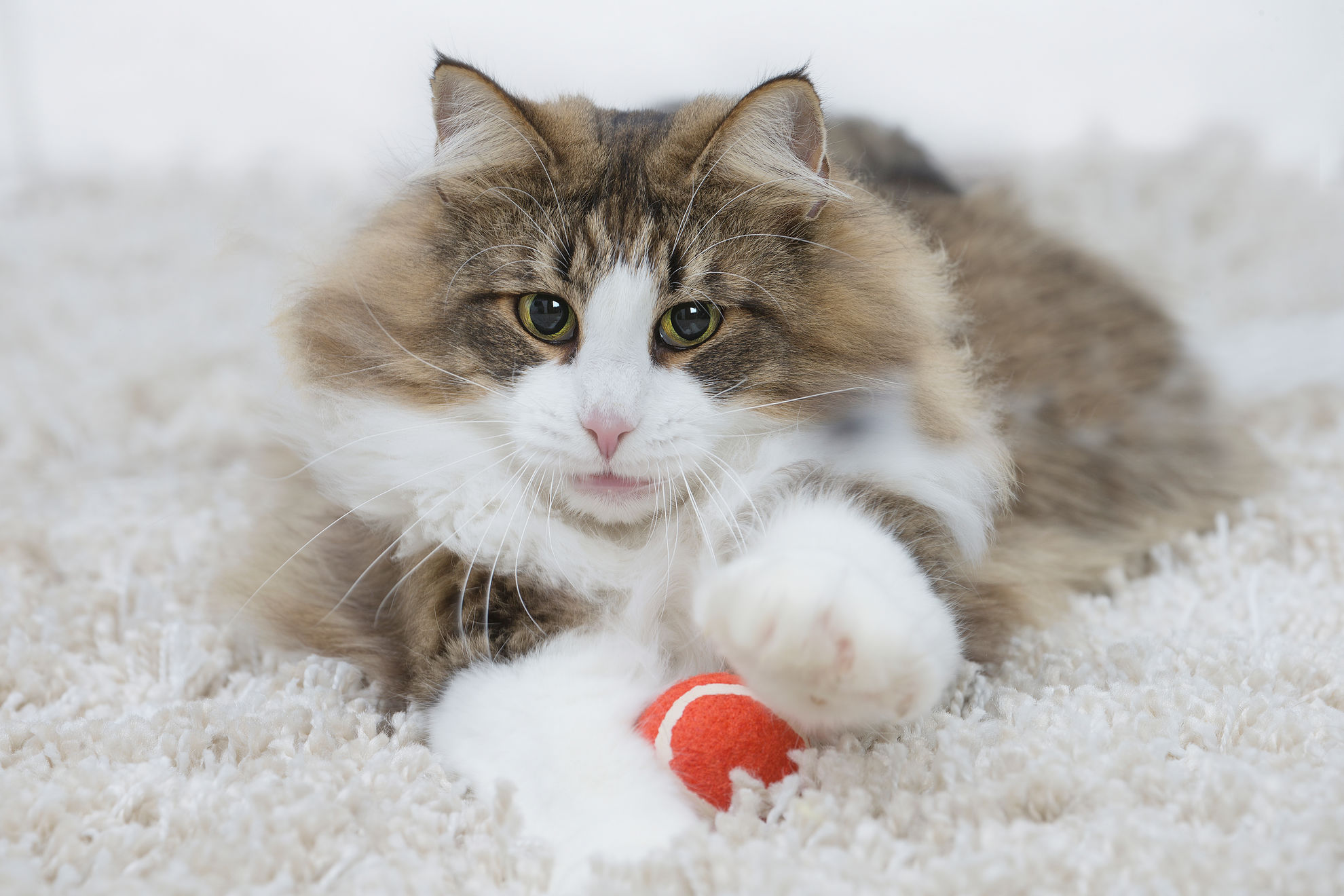 Veterinary Focus: Medicina veterinária felina