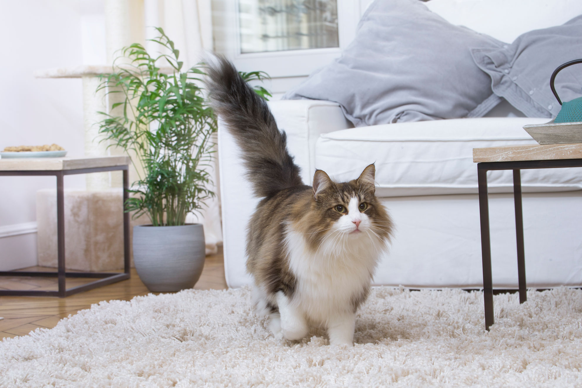 Cuidados específicos para gatos que vivem em ambiente interno