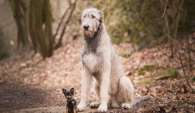 Endocardiose em cães: o que é e como tratar o paciente
