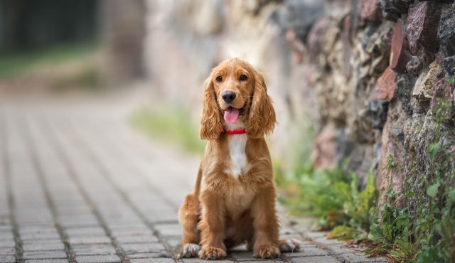 Piodermite em cães: o que é e qual a relação com a raça?
