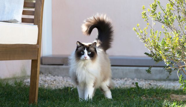 Oxalato de cálcio: quais as principais causas e como tratar?